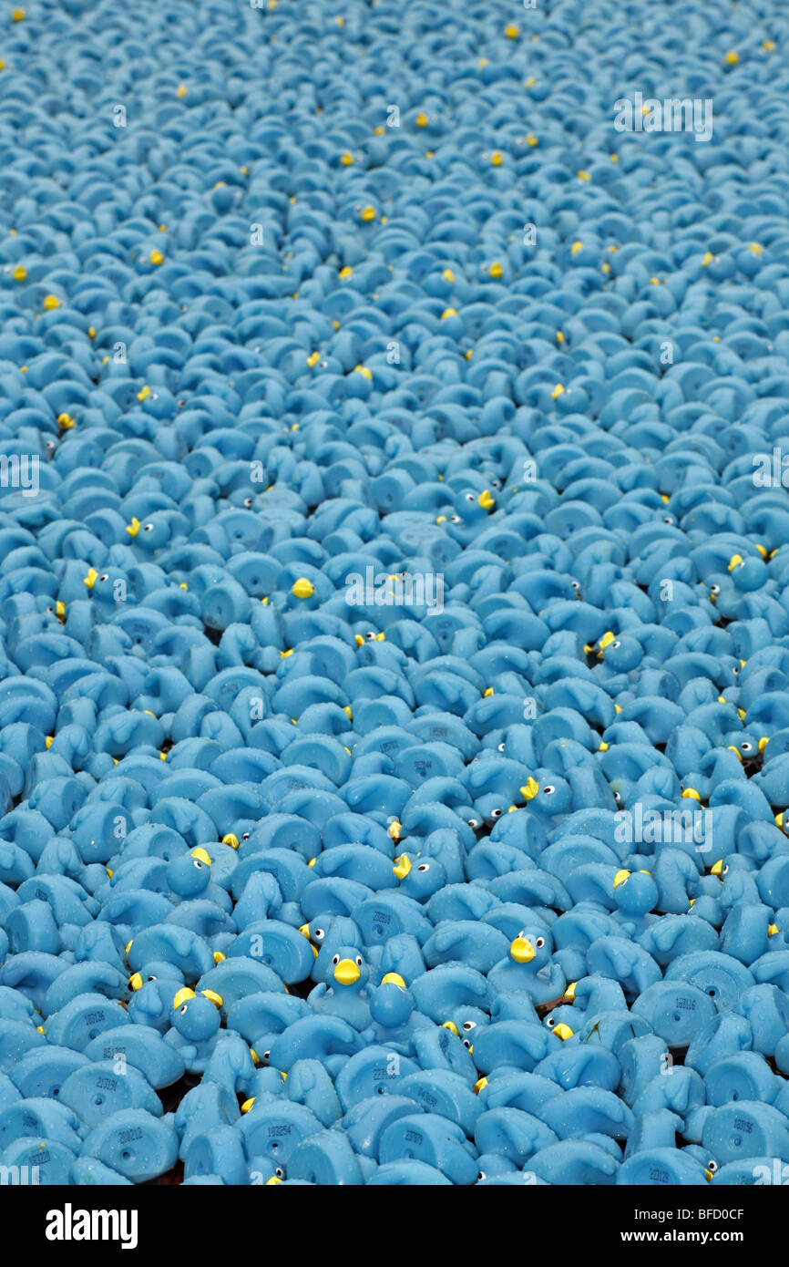 Plastic ducks hi-res stock photography and images - Alamy