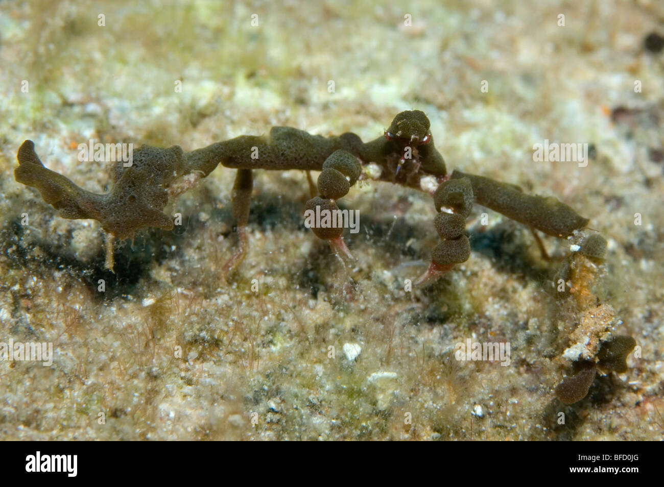 Neck crab hi-res stock photography and images - Alamy