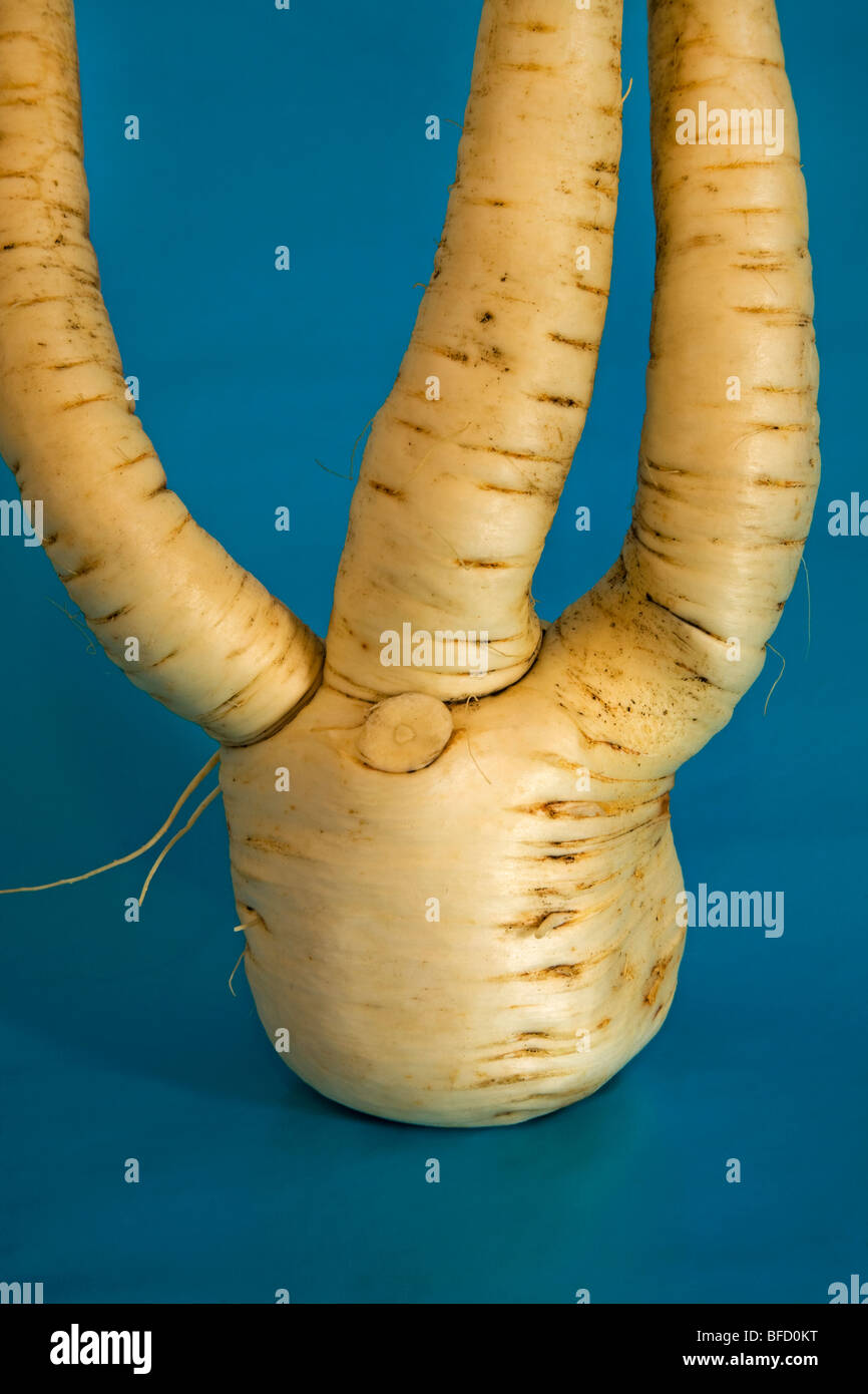 A common garden parsnip, a root and tuber vegatable Stock Photo - Alamy