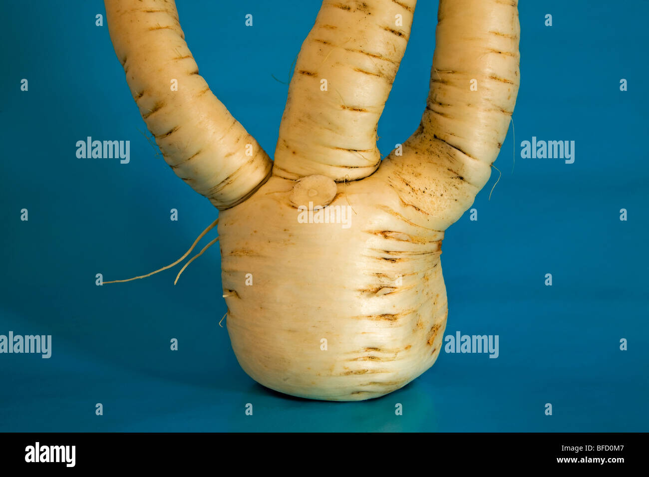 A common garden parsnip, a root and tuber vegatable Stock Photo - Alamy