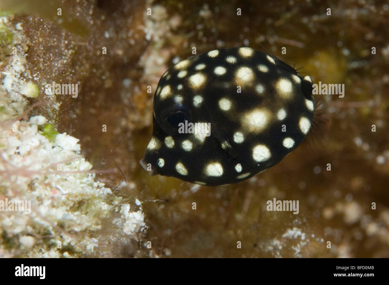 Juvenile trunkfish hi-res stock photography and images - Alamy