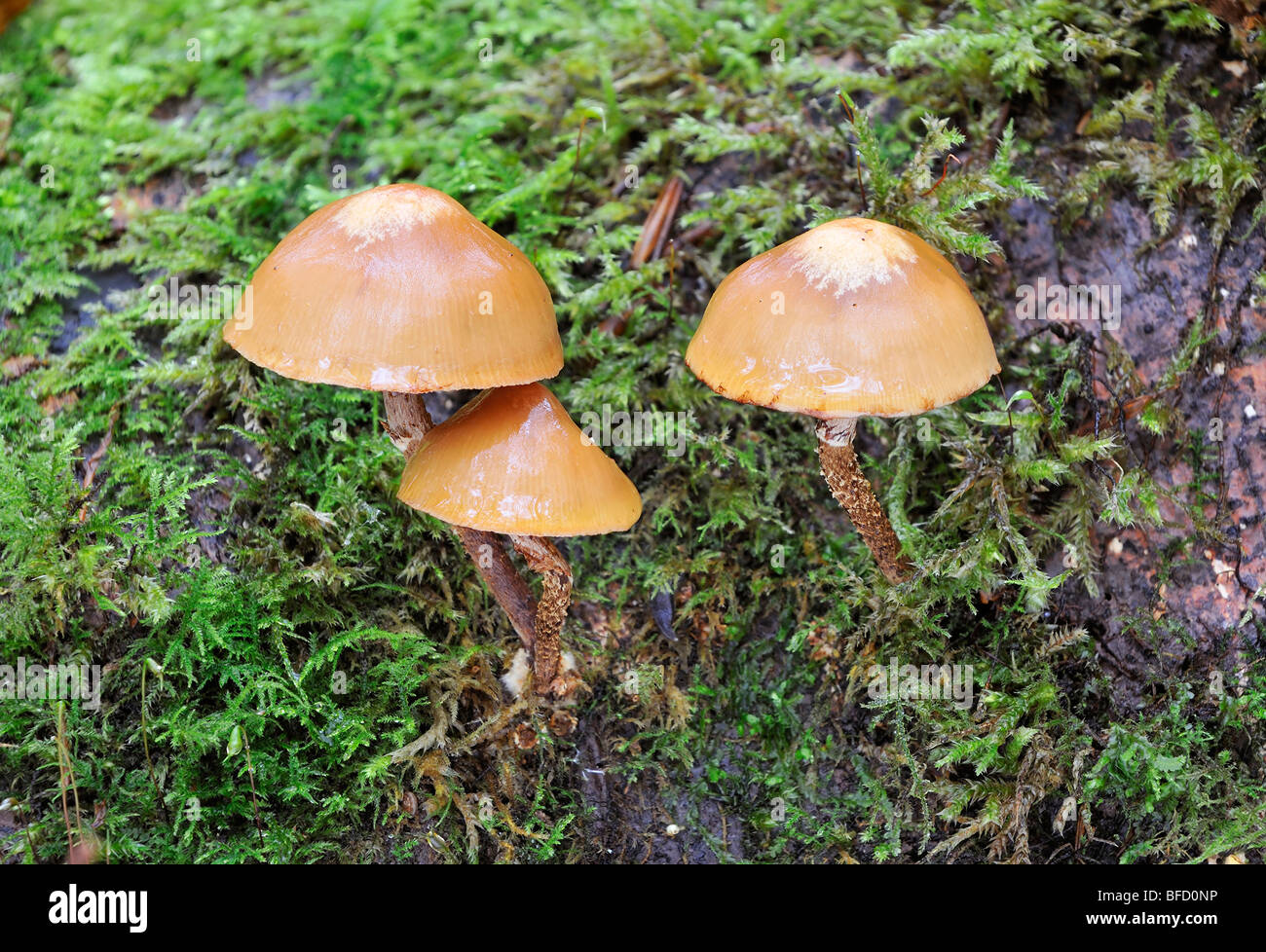 Galerina mutabilis hi-res stock photography and images - Alamy