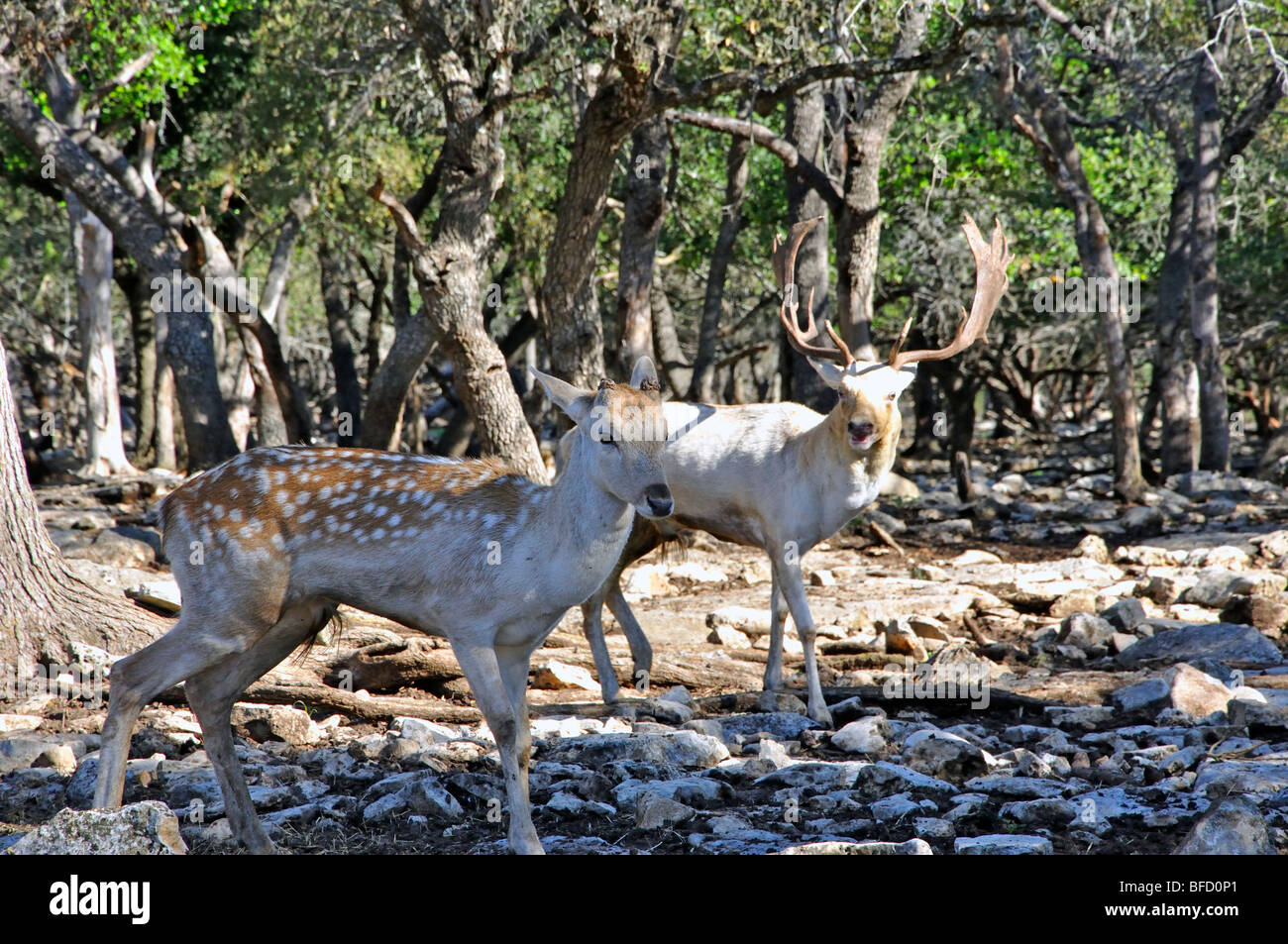 Formosan sika deer (Cervus nippon Stock Photo - Alamy