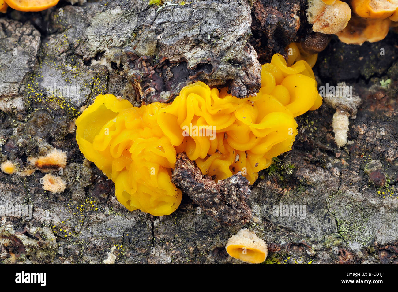 Brain of britain hi-res stock photography and images - Alamy