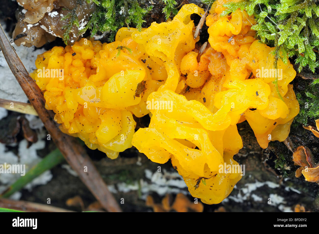 Yellow brain fungus uk hi-res stock photography and images - Alamy