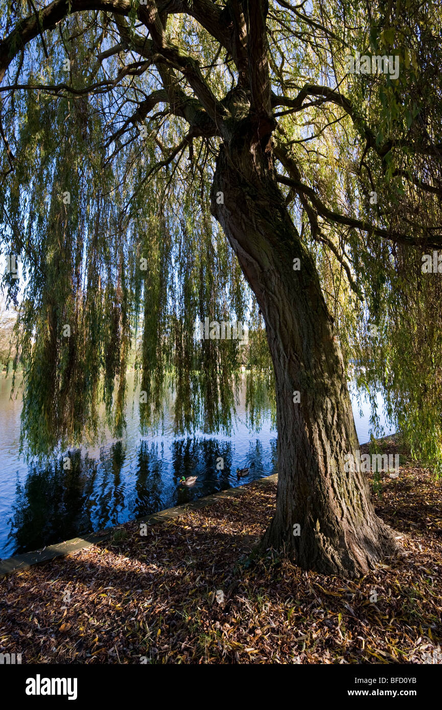 Weeping willow tree on banks hi-res stock photography and images - Alamy