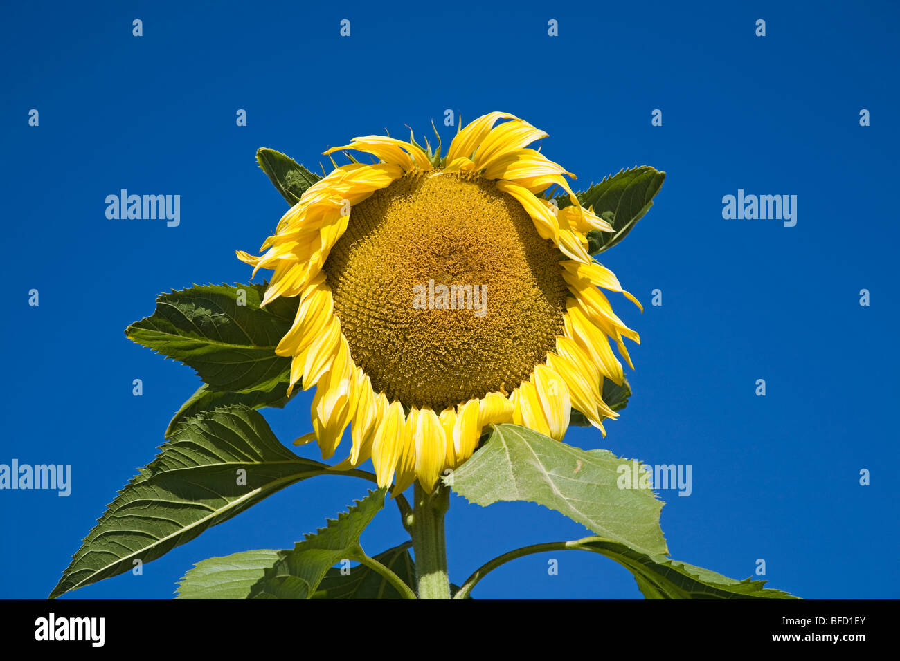 Giant sunflowers hi-res stock photography and images - Alamy