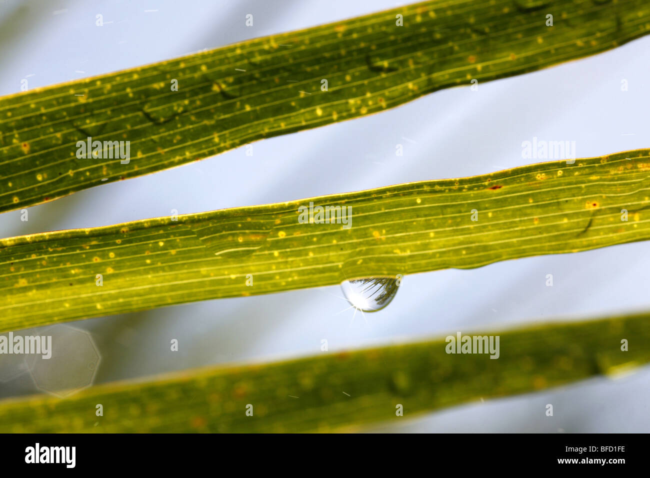 Rainforest water dripping leaf hi-res stock photography and images - Alamy