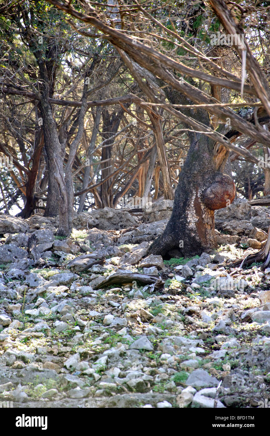 Tree gnarl hi-res stock photography and images - Alamy