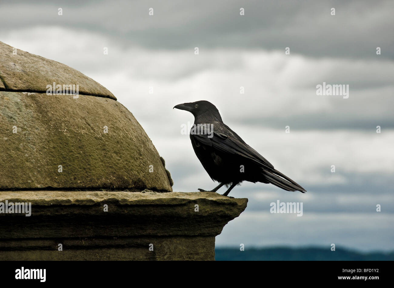 Side view of raven on a parapet wall with a grey sky in the distance ...