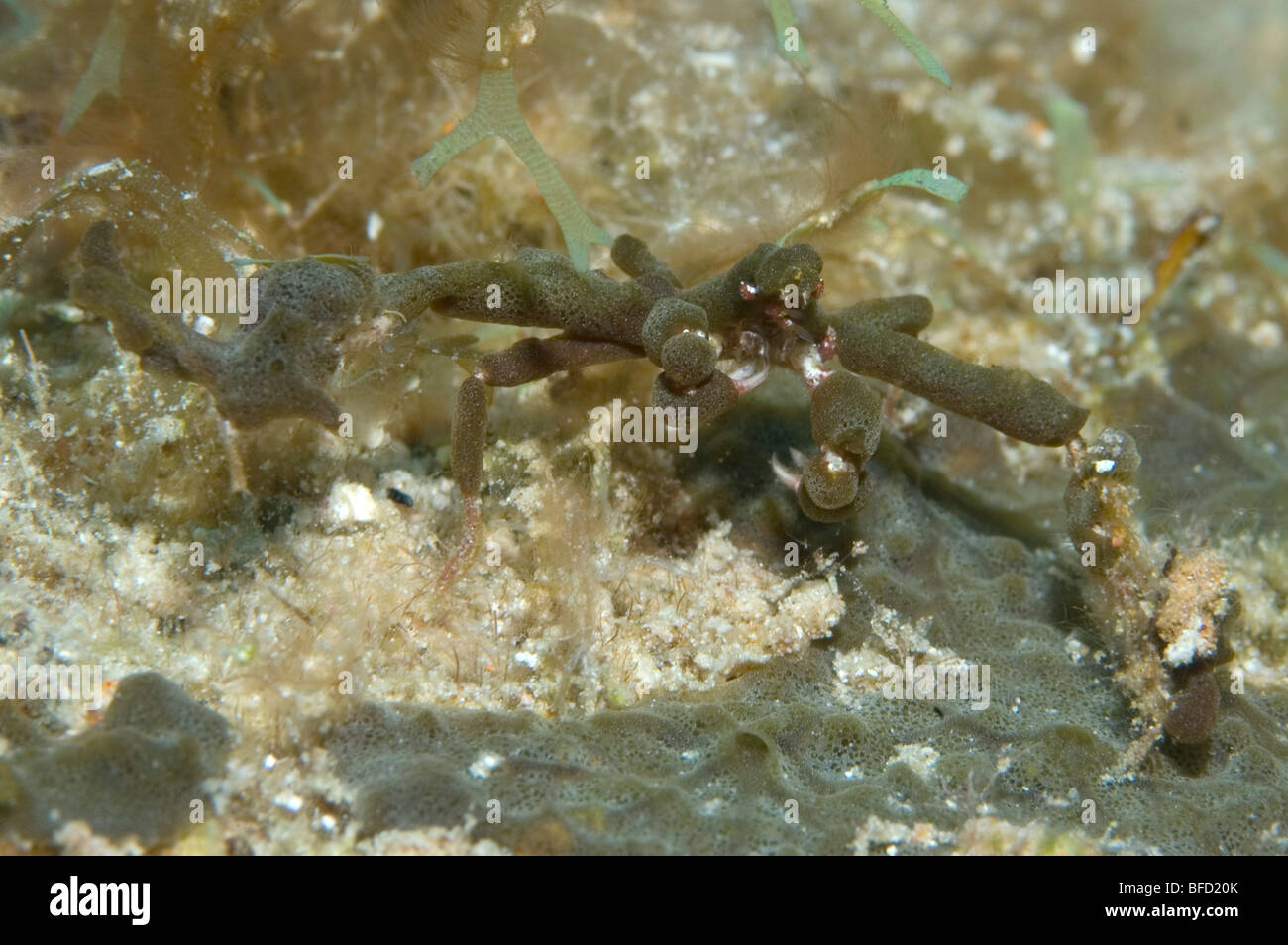 Neck crab hi-res stock photography and images - Alamy