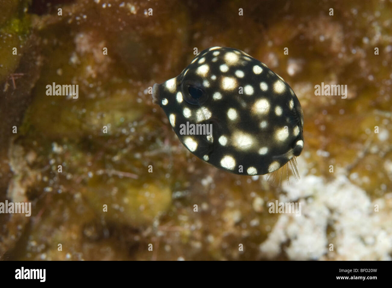 Juvenile trunkfish hi-res stock photography and images - Alamy