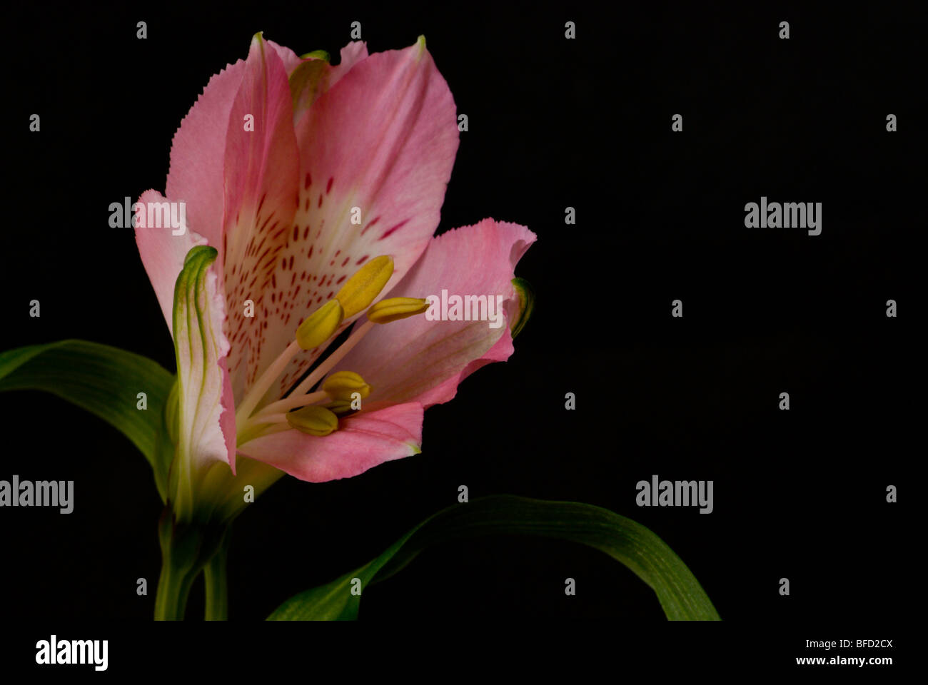 Curled back petals hi-res stock photography and images - Alamy