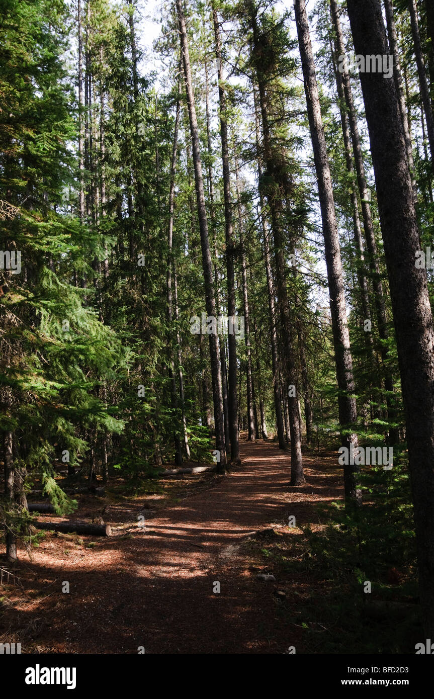 Rain Forest path through evergreen trees with shadows Stock Photo - Alamy