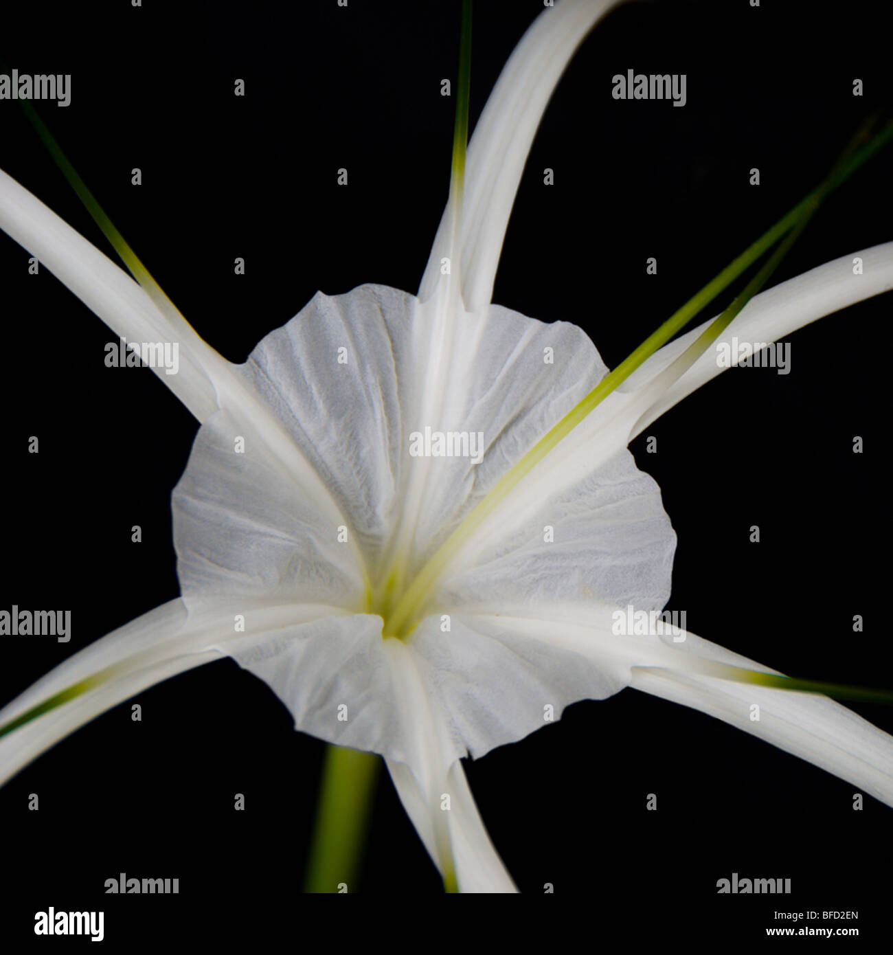 Asian spider flower hi-res stock photography and images - Alamy