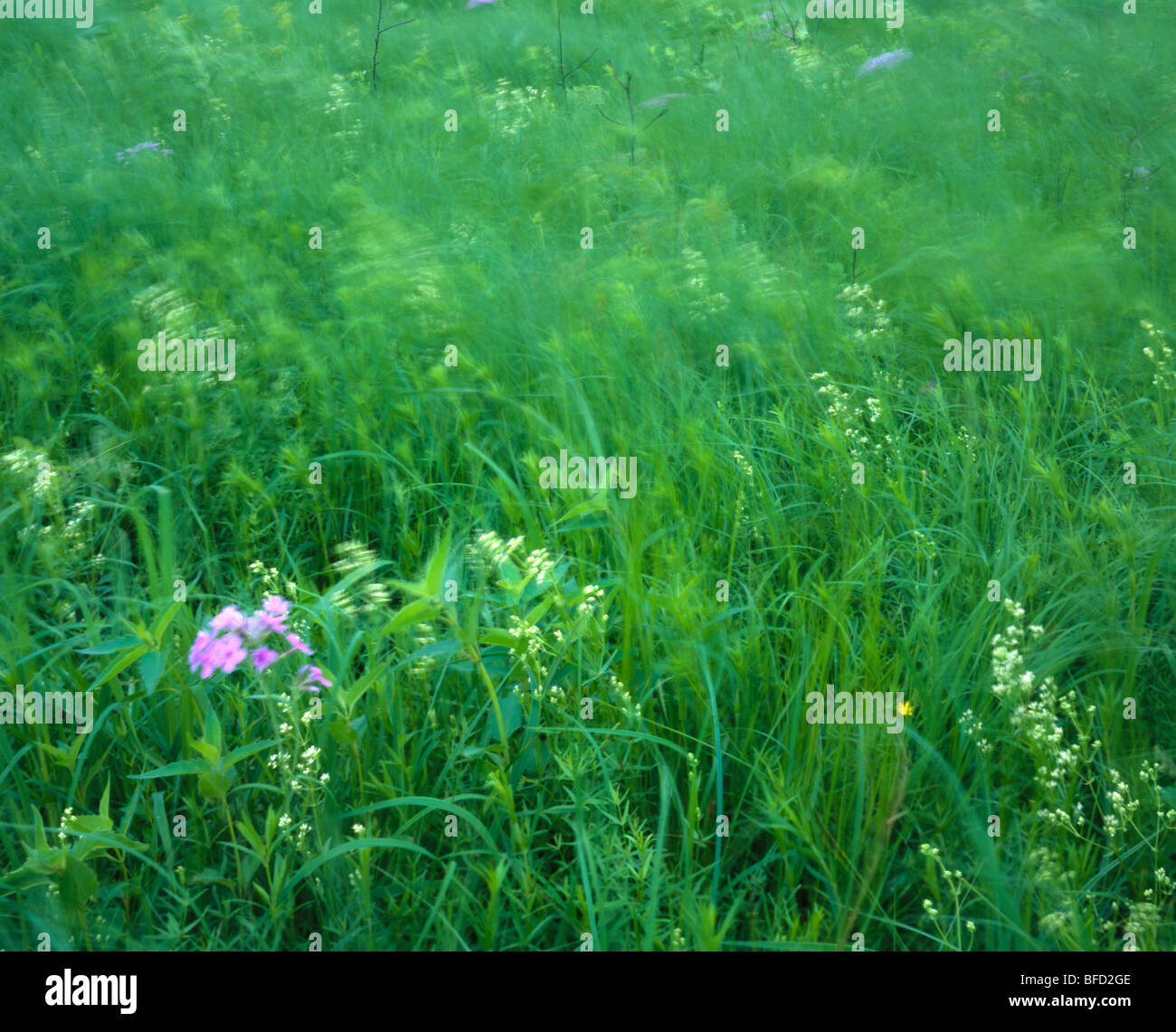 Iowa prairie plants hi-res stock photography and images - Alamy