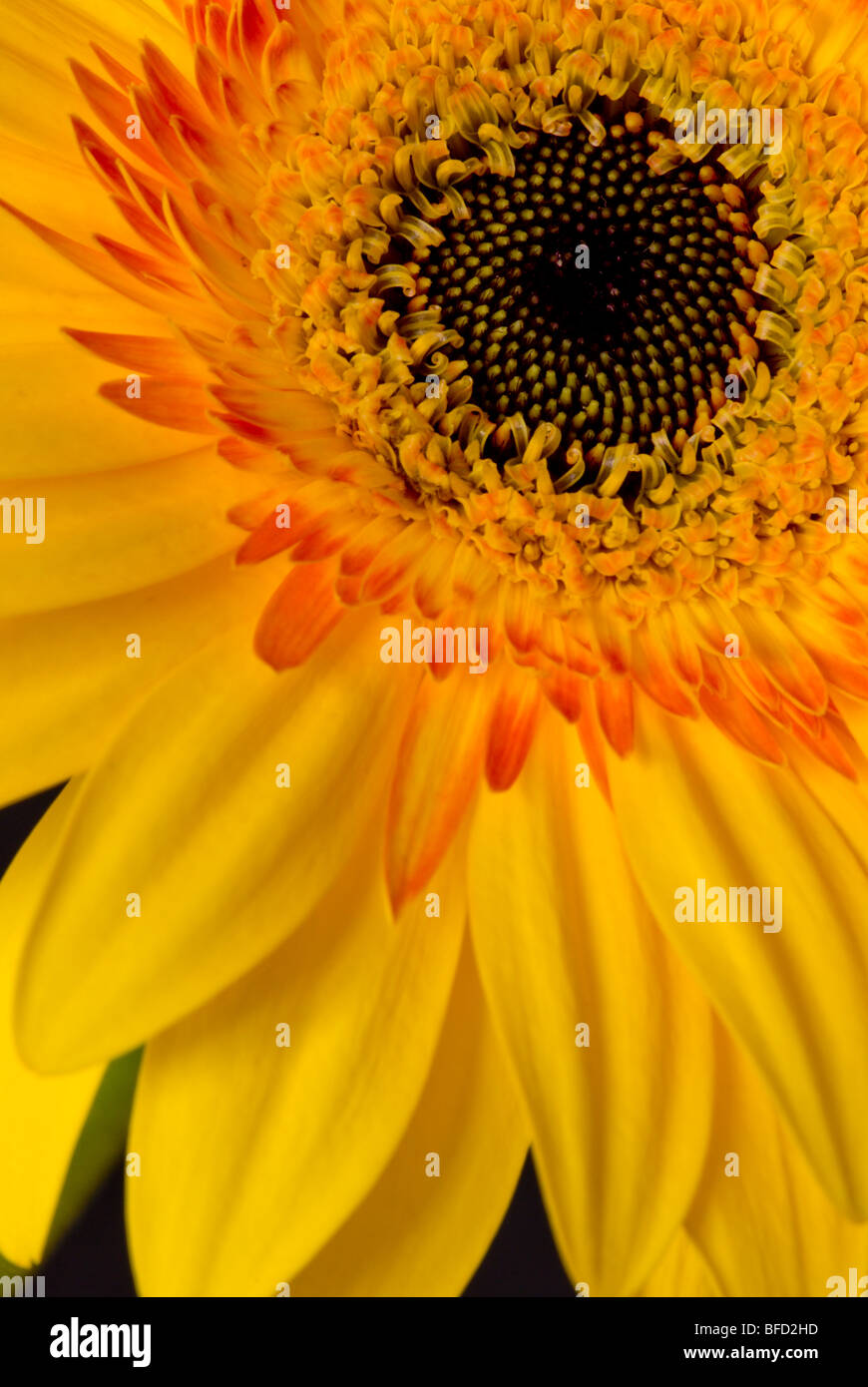 Yellow Gerbera Detail Stock Photo - Alamy