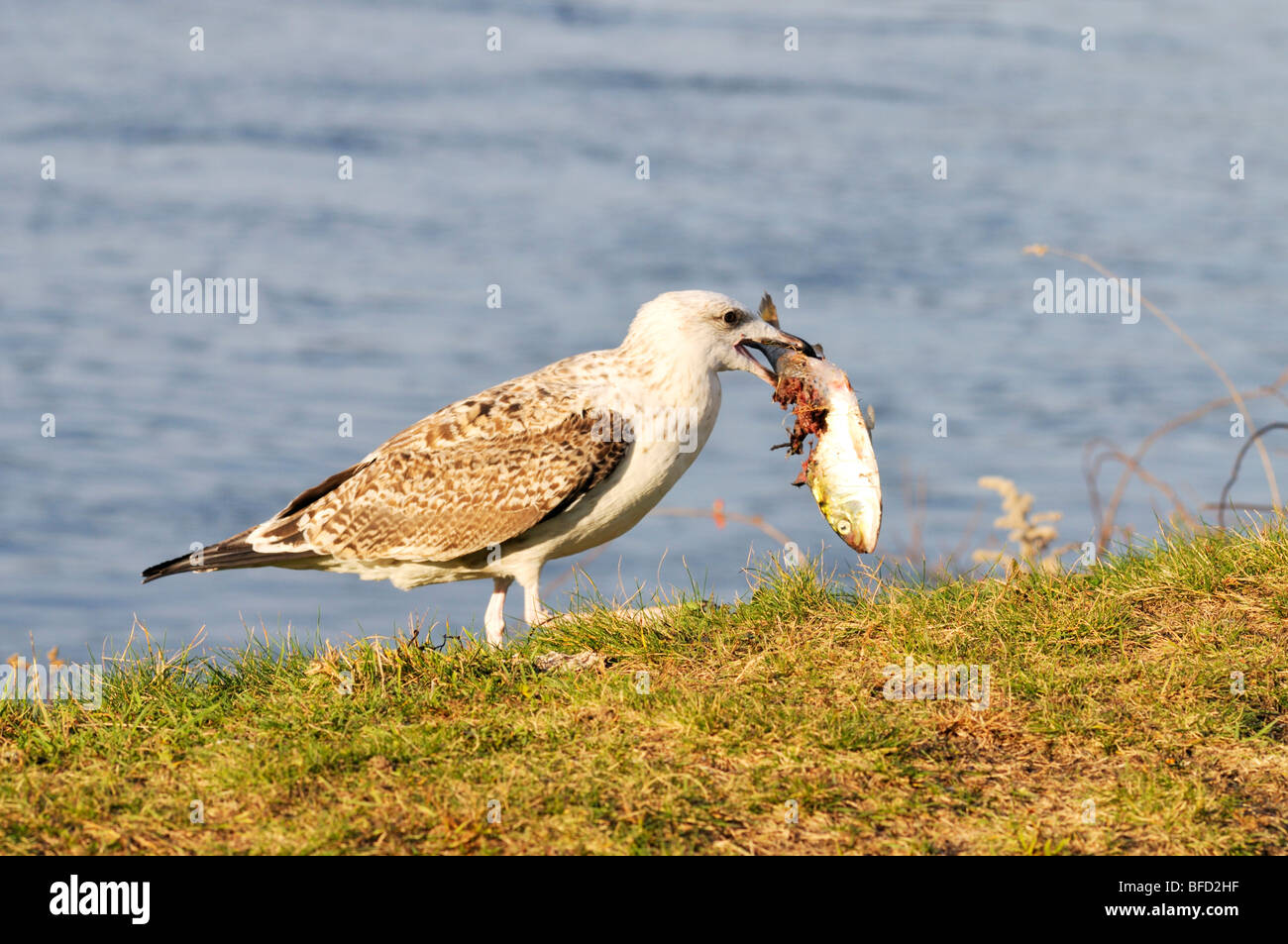 Dead sea birds hi-res stock photography and images - Alamy