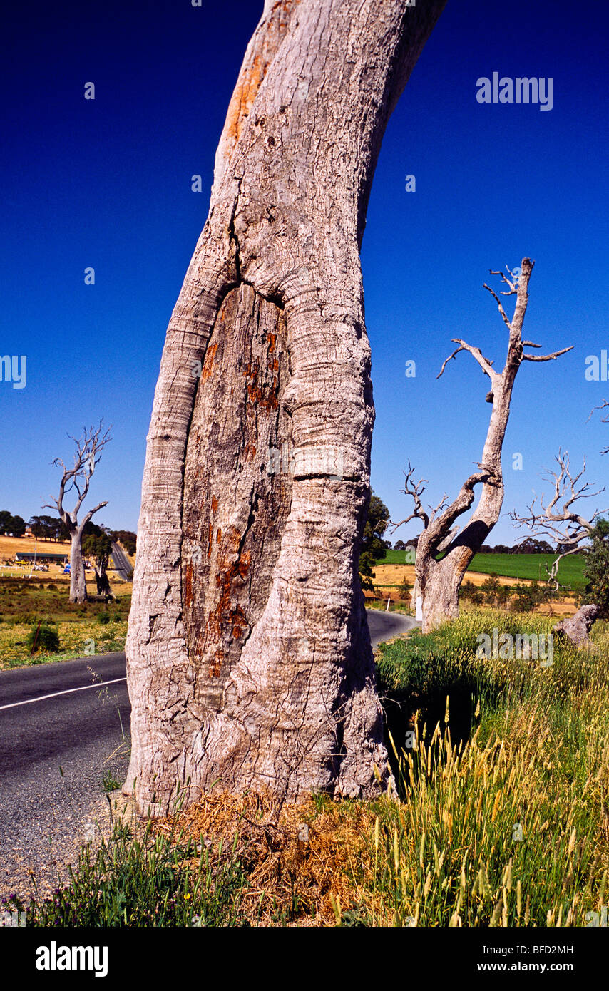 Aboriginal canoe tree, Australia Stock Photo - Alamy