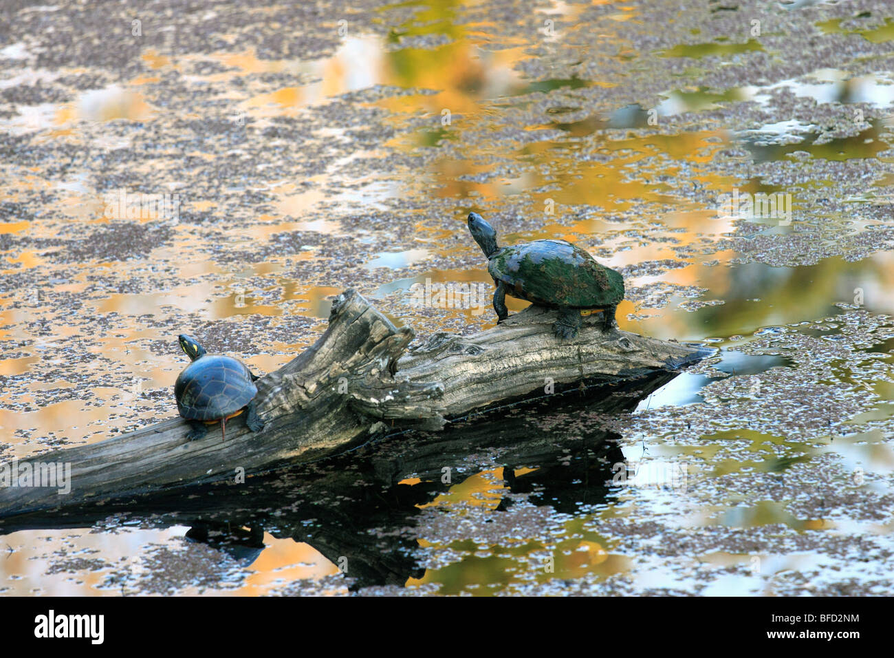 Turtles on a log hi-res stock photography and images - Alamy