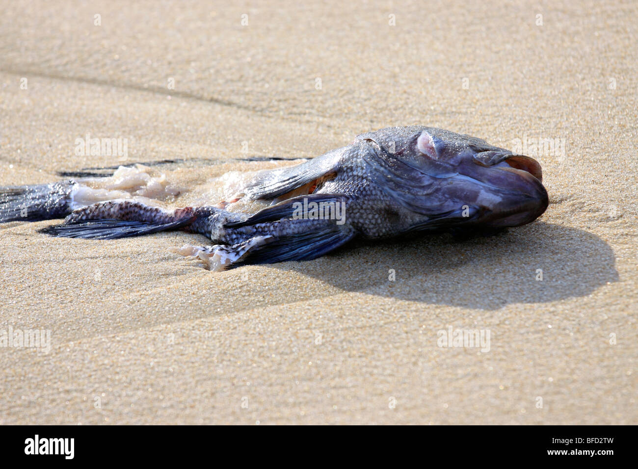 Dead fish washed up on beach, Long Island, NY Stock Photo - Alamy