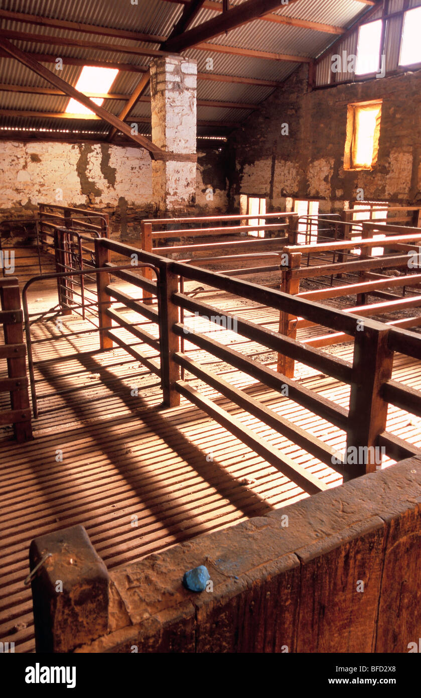Interior of woolshed, South Australia Stock Photo - Alamy