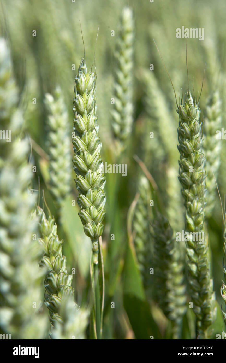 English corn field Stock Photo - Alamy
