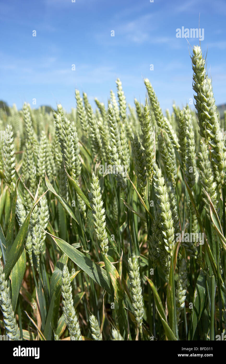 English corn field Stock Photo - Alamy