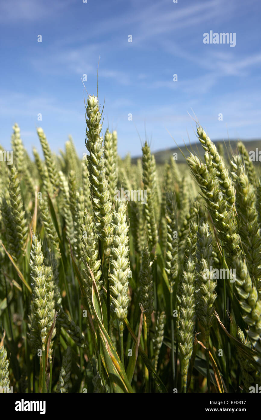 English corn field Stock Photo - Alamy
