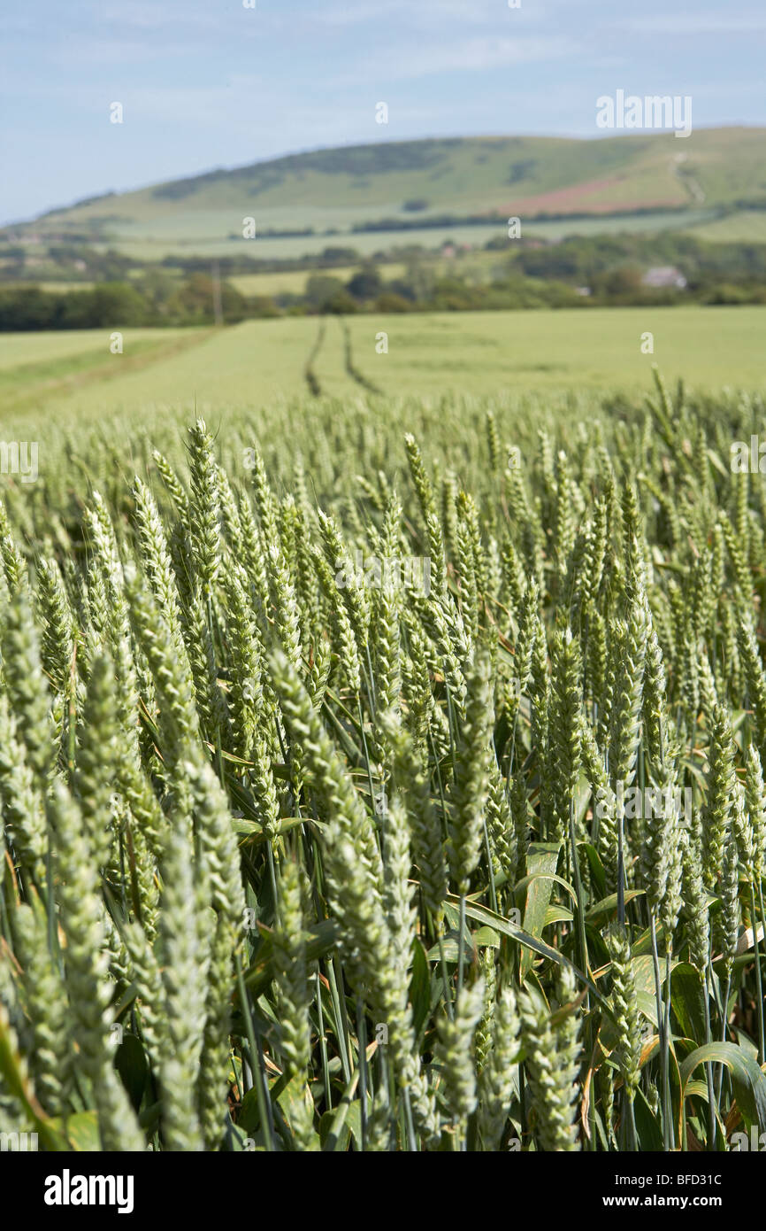 English corn field Stock Photo - Alamy