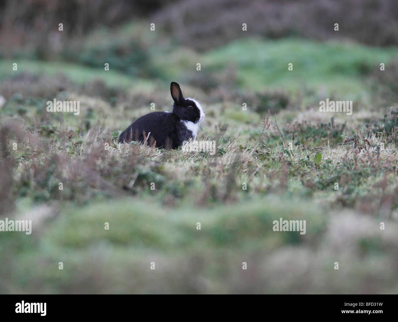 Multi coloured wild Rabbits on Skomer Stock Photo - Alamy