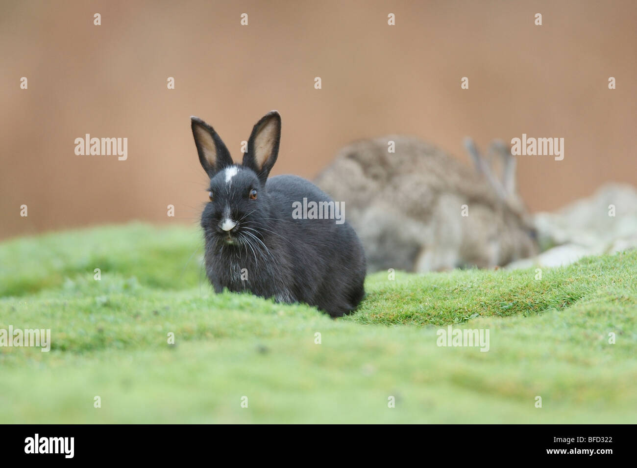 Multi coloured wild Rabbits on Skomer Stock Photo - Alamy