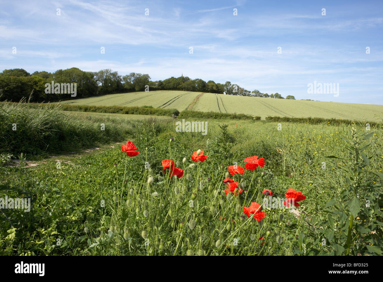 Poppys in english countryside Stock Photo - Alamy