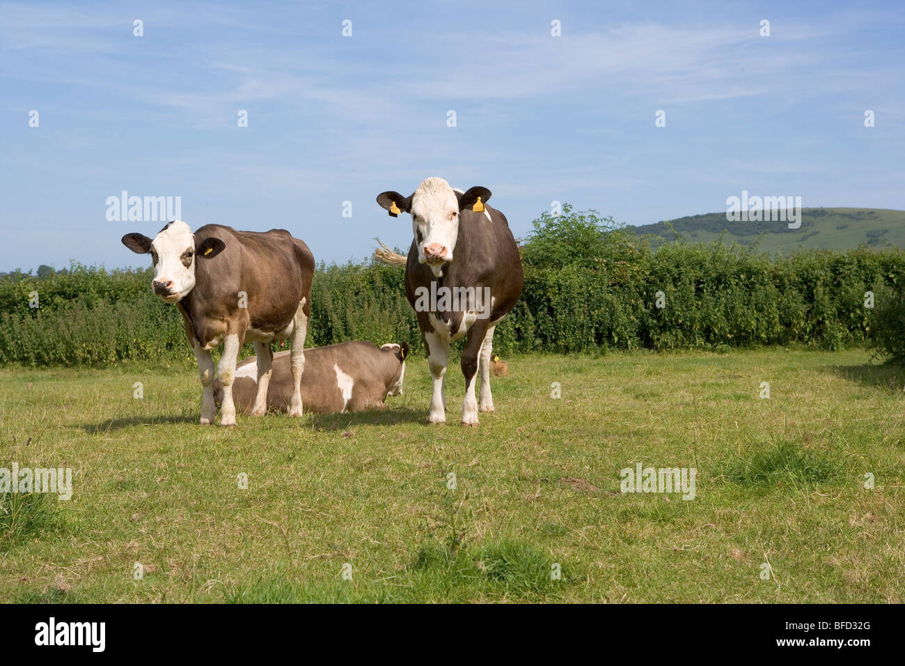 Cows in English countryside Stock Photo - Alamy