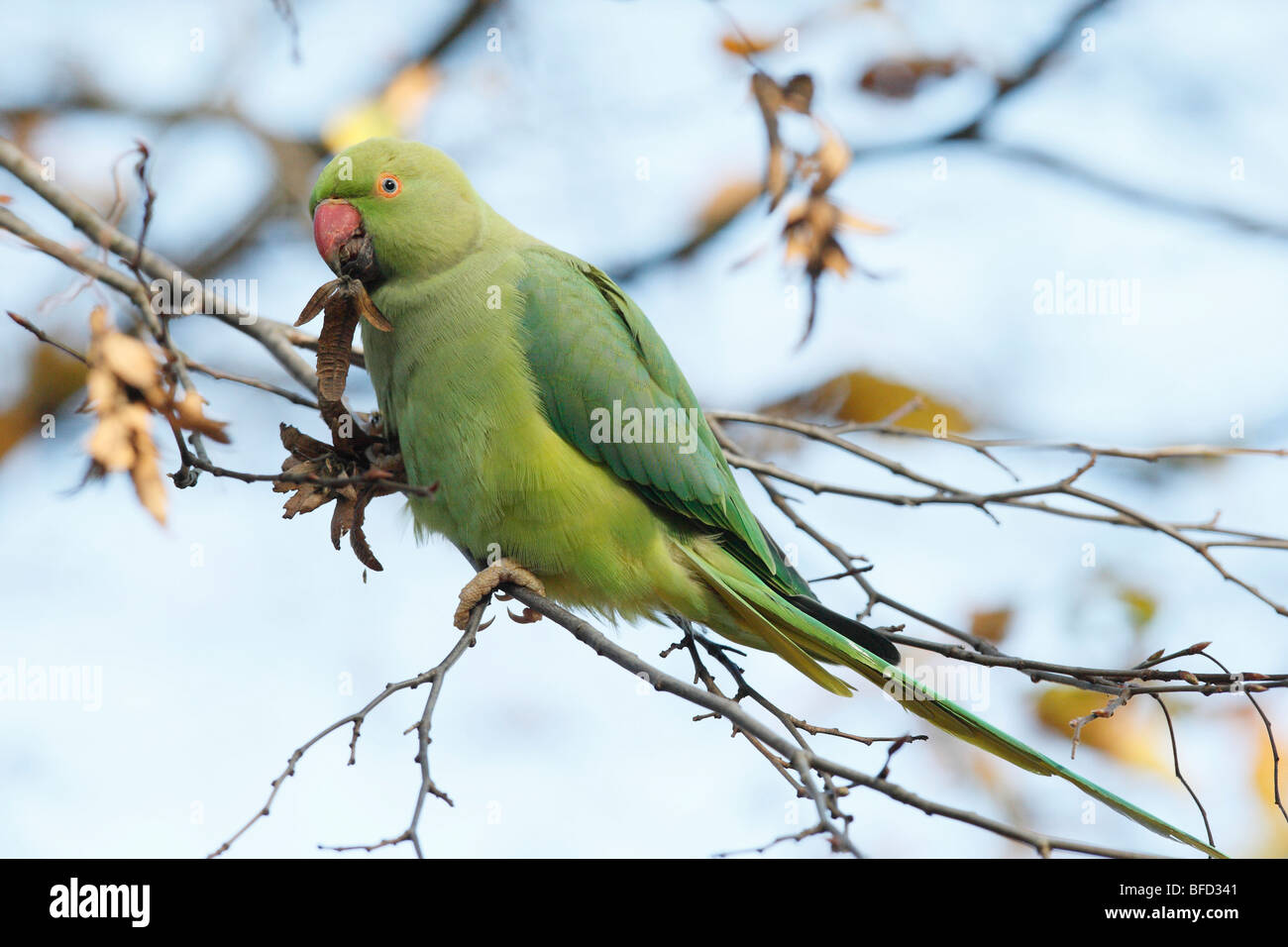 Ring-Necked Parakeet, feeding Stock Photo - Alamy
