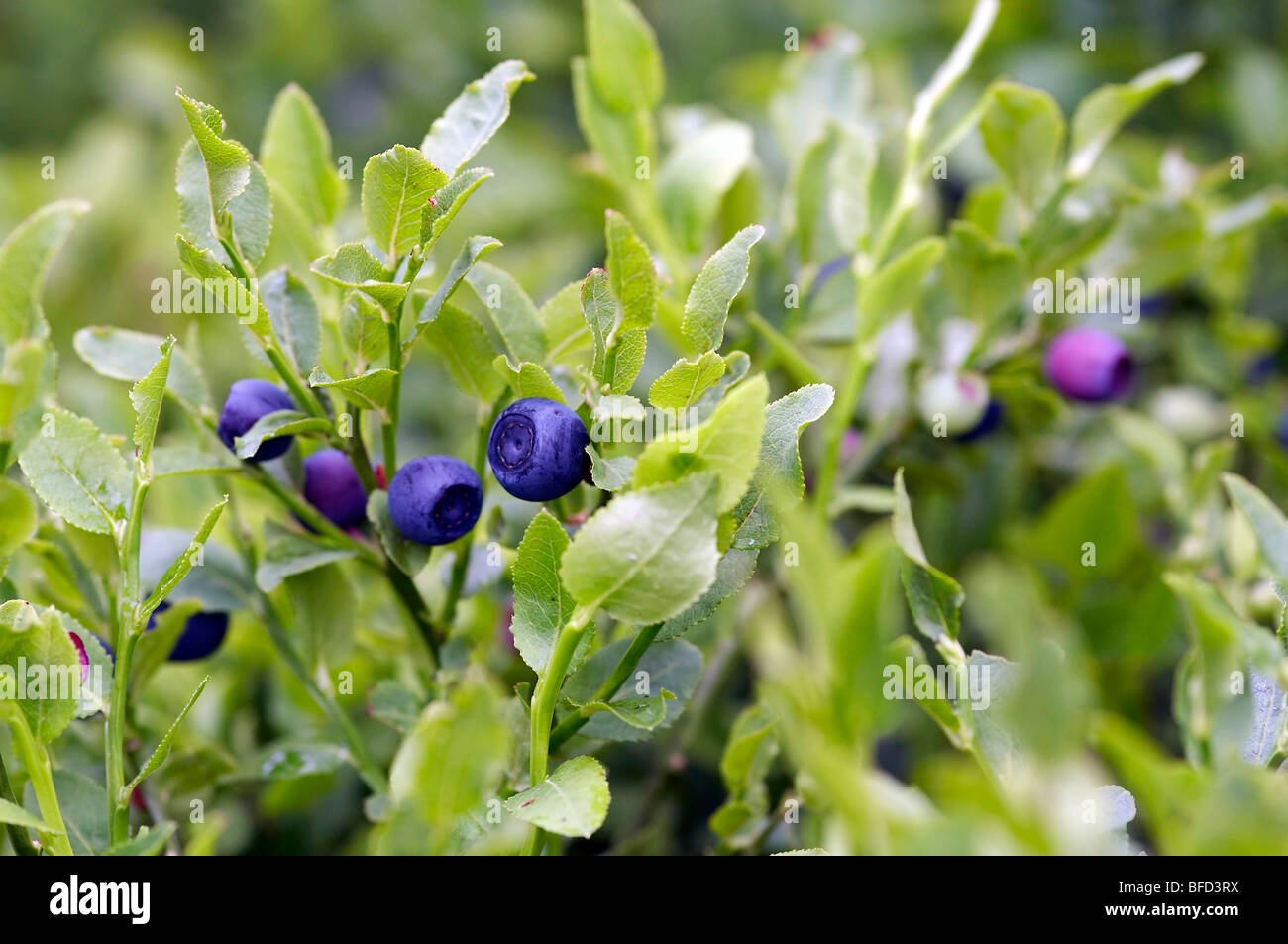 blueberry shrubs - forest product Stock Photo - Alamy