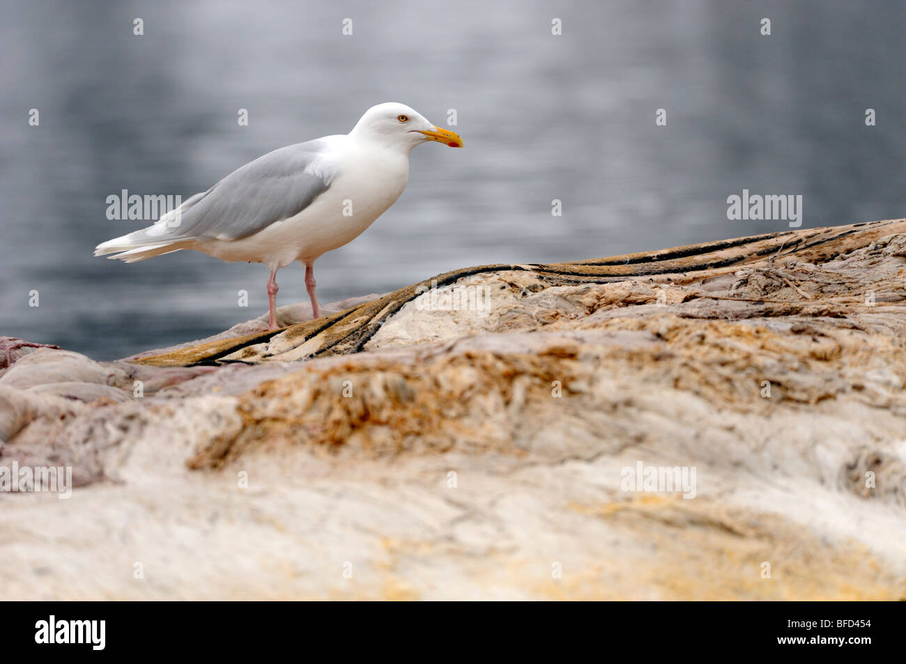 Glaucus gull (Larus hyperboreus Stock Photo - Alamy