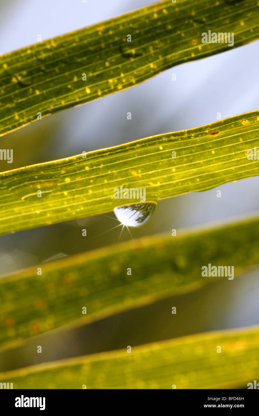 Rainforest water dripping leaf hi-res stock photography and images - Alamy