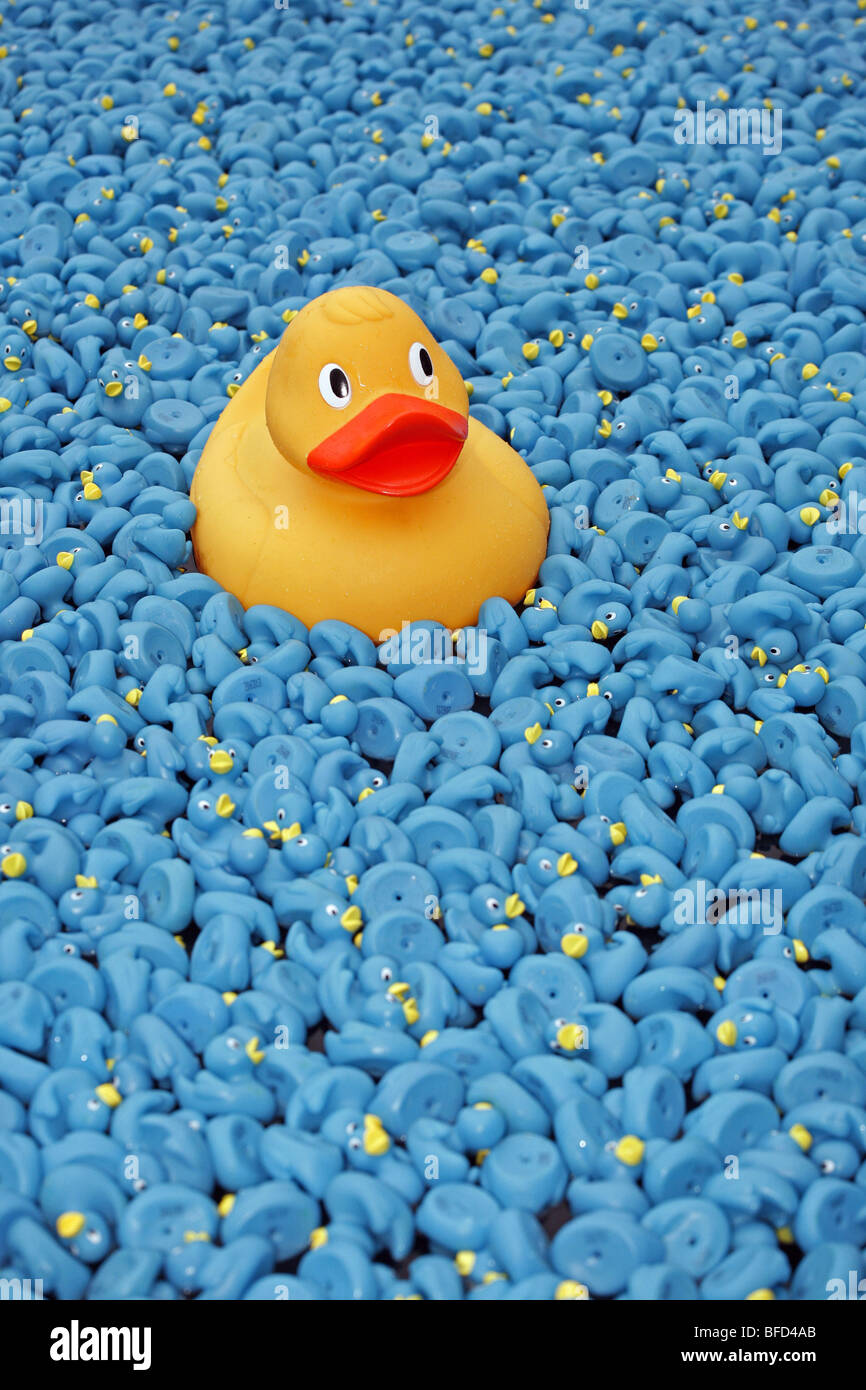 Blue plastic ducks Stock Photo - Alamy