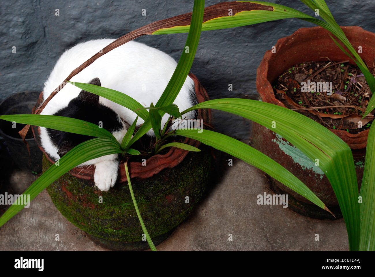 India pet cat hi-res stock photography and images - Alamy