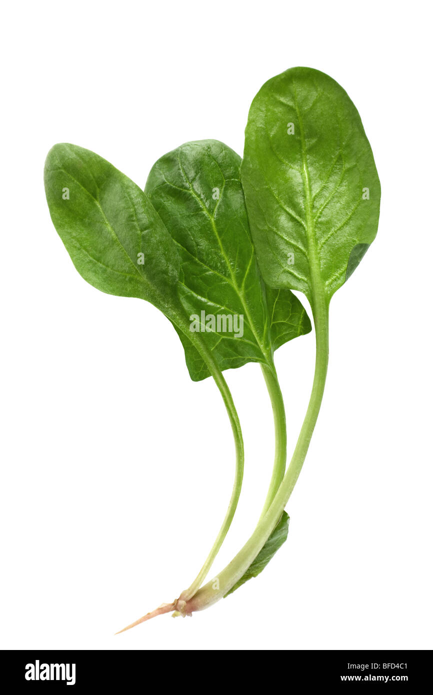 Spinach root hi-res stock photography and images - Alamy
