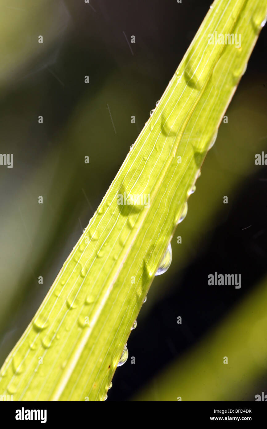 Rainforest water dripping leaf hi-res stock photography and images - Alamy