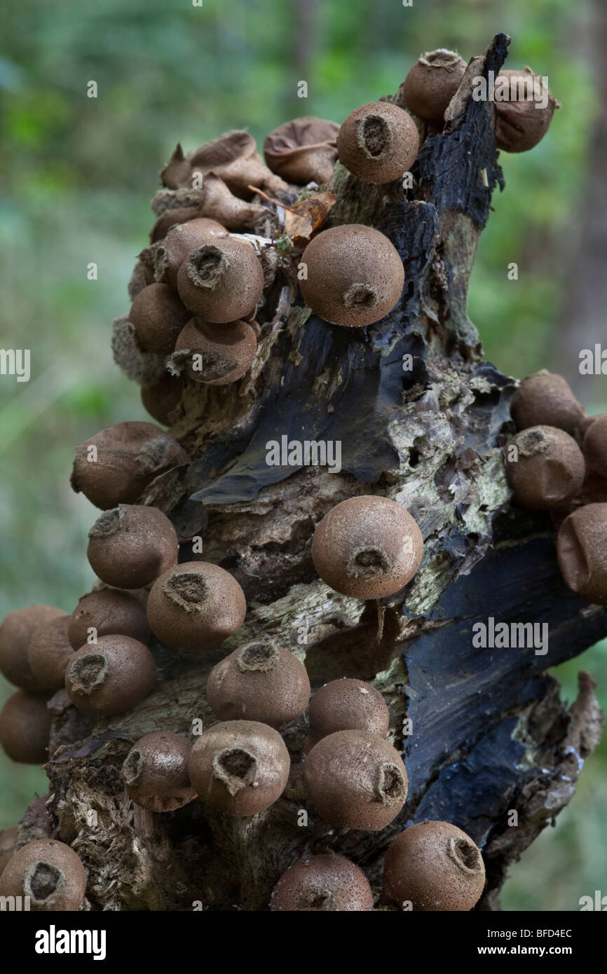 Stump puffballs (Lycoperdon pyriforme), Borders, Scotland Stock Photo ...