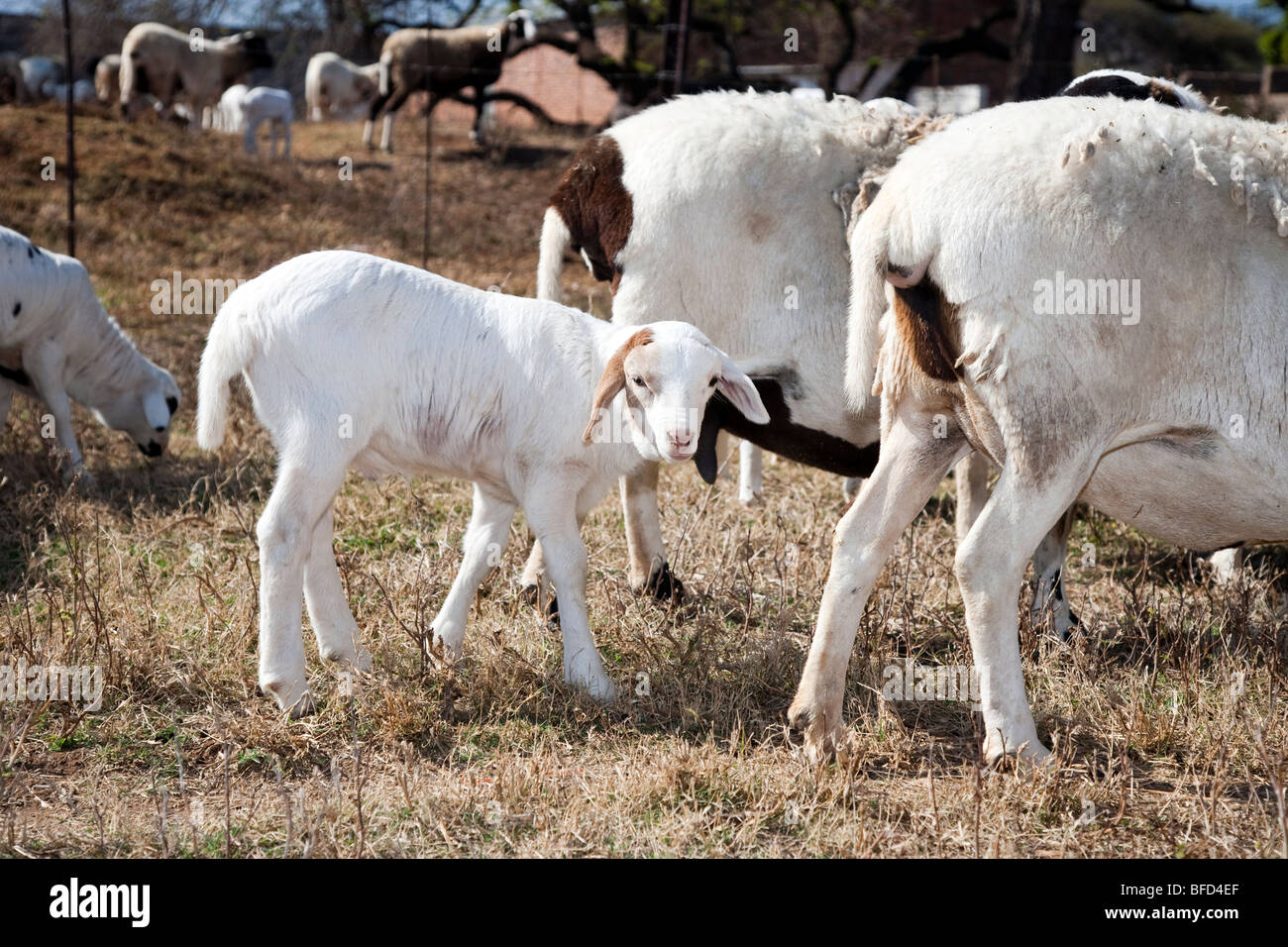 Small white lamb Stock Photo - Alamy