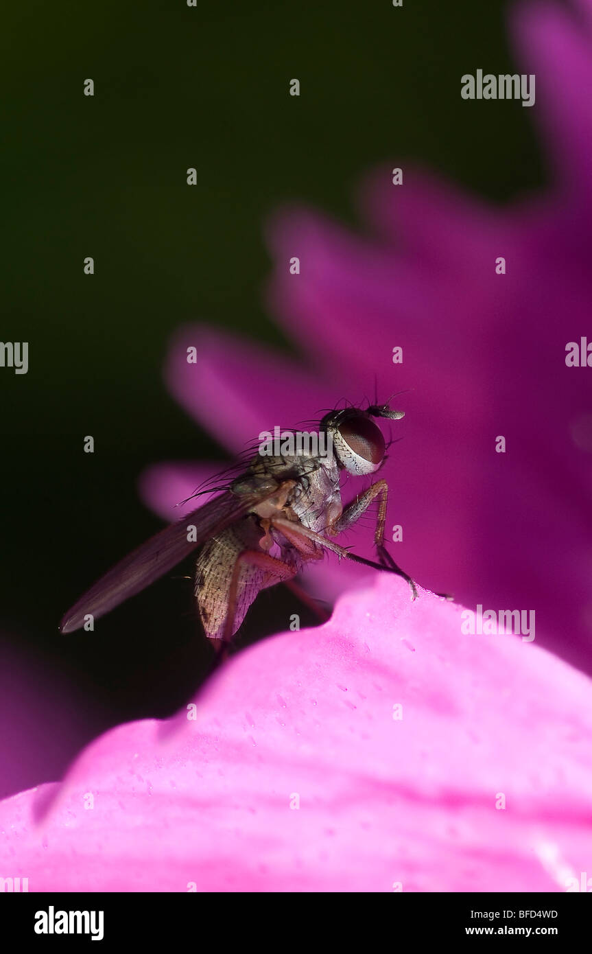 Insect movements hi-res stock photography and images - Alamy