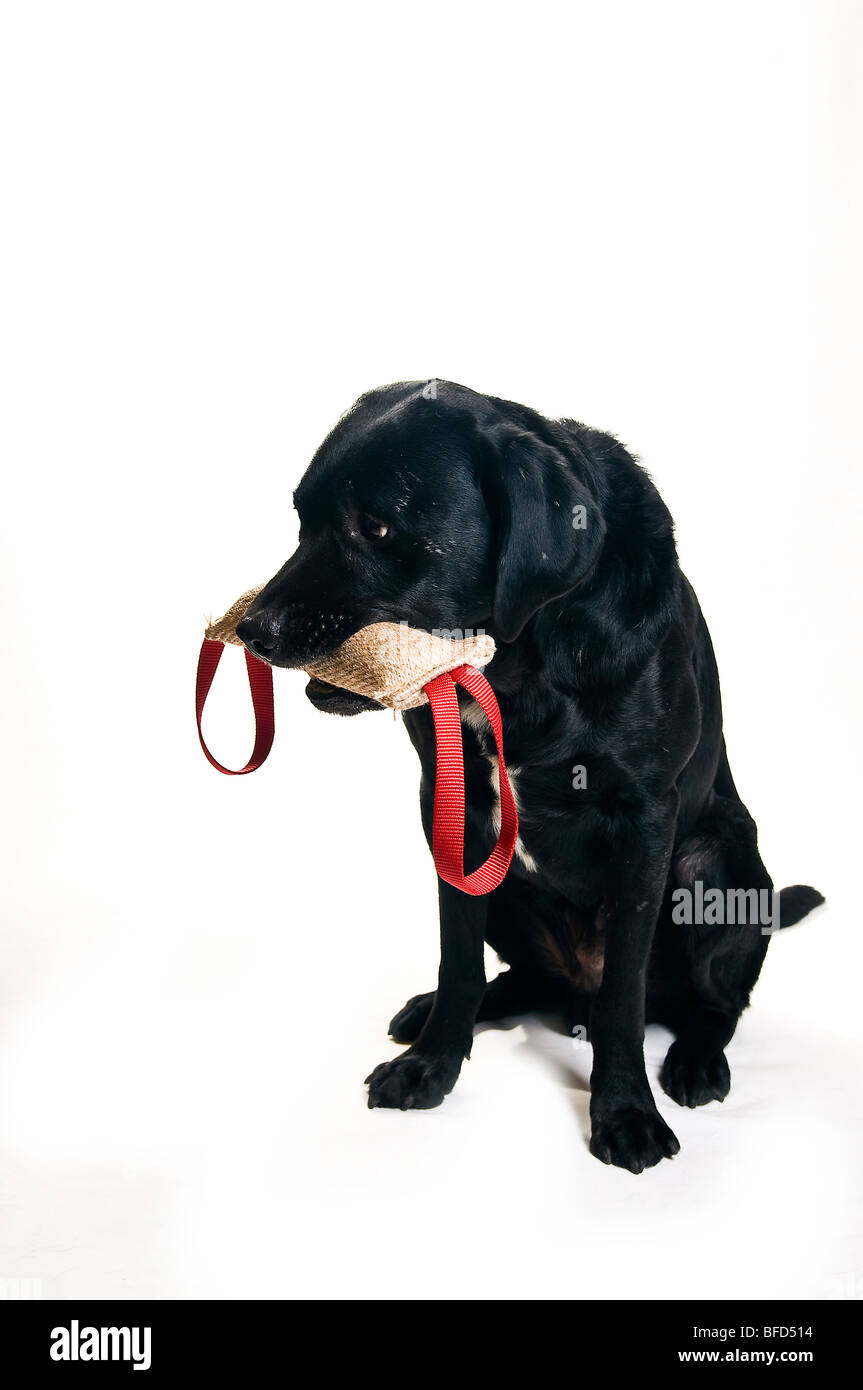 Black Labrador mongrel Stock Photo - Alamy