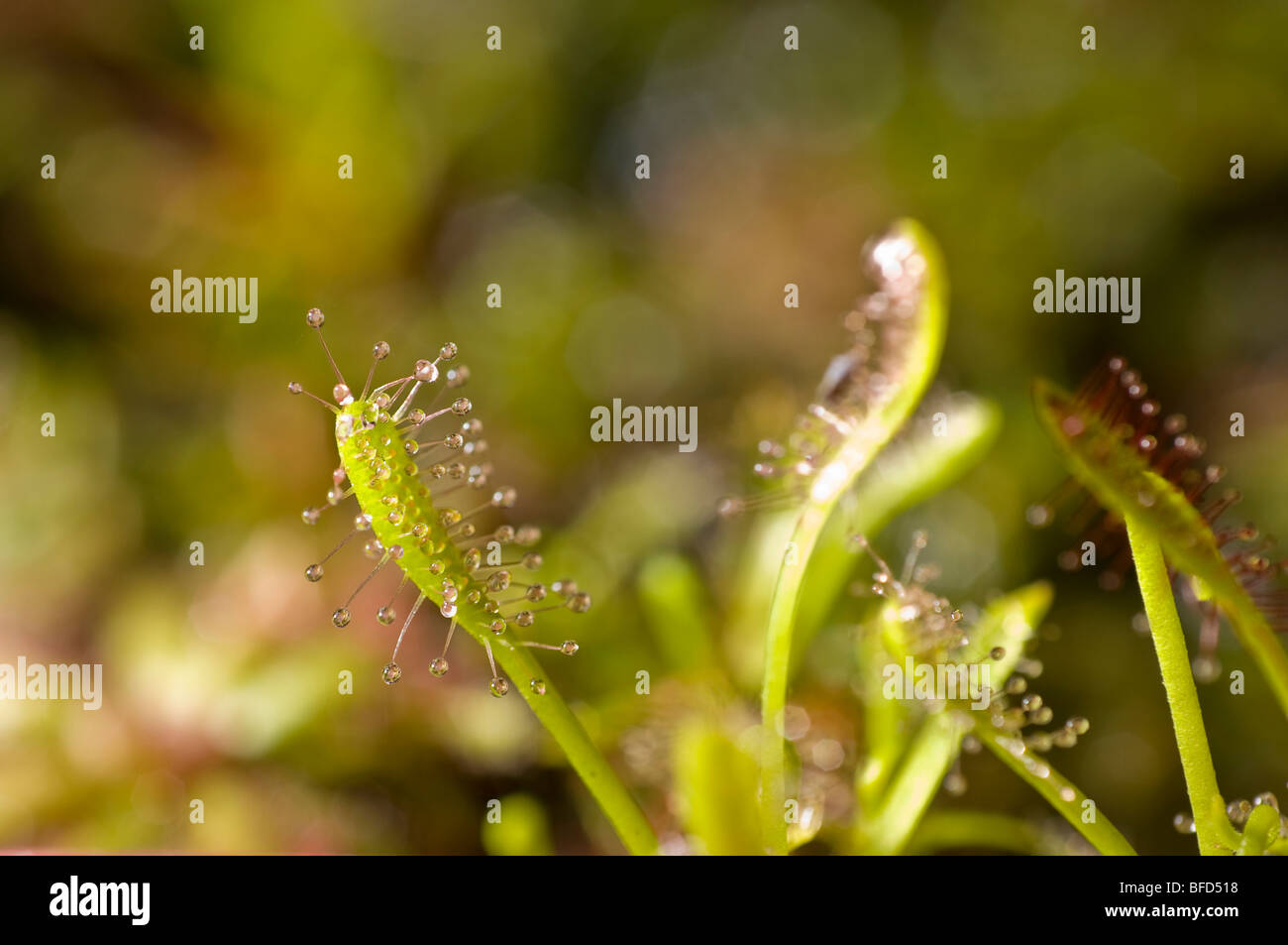 Sundew macro hi-res stock photography and images - Alamy