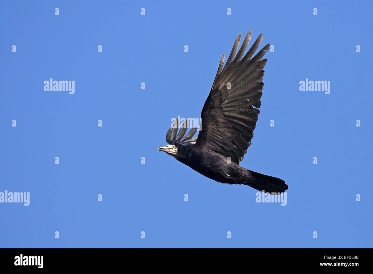 Rook habitat hi-res stock photography and images - Alamy