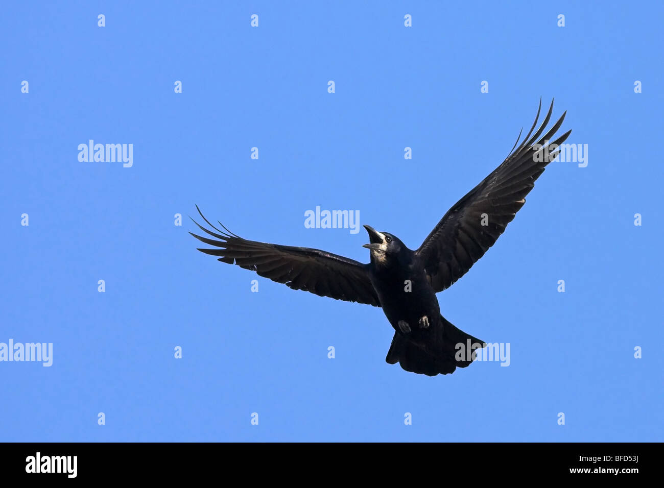 Rook Corvus Frugilegus Stock Photo Alamy