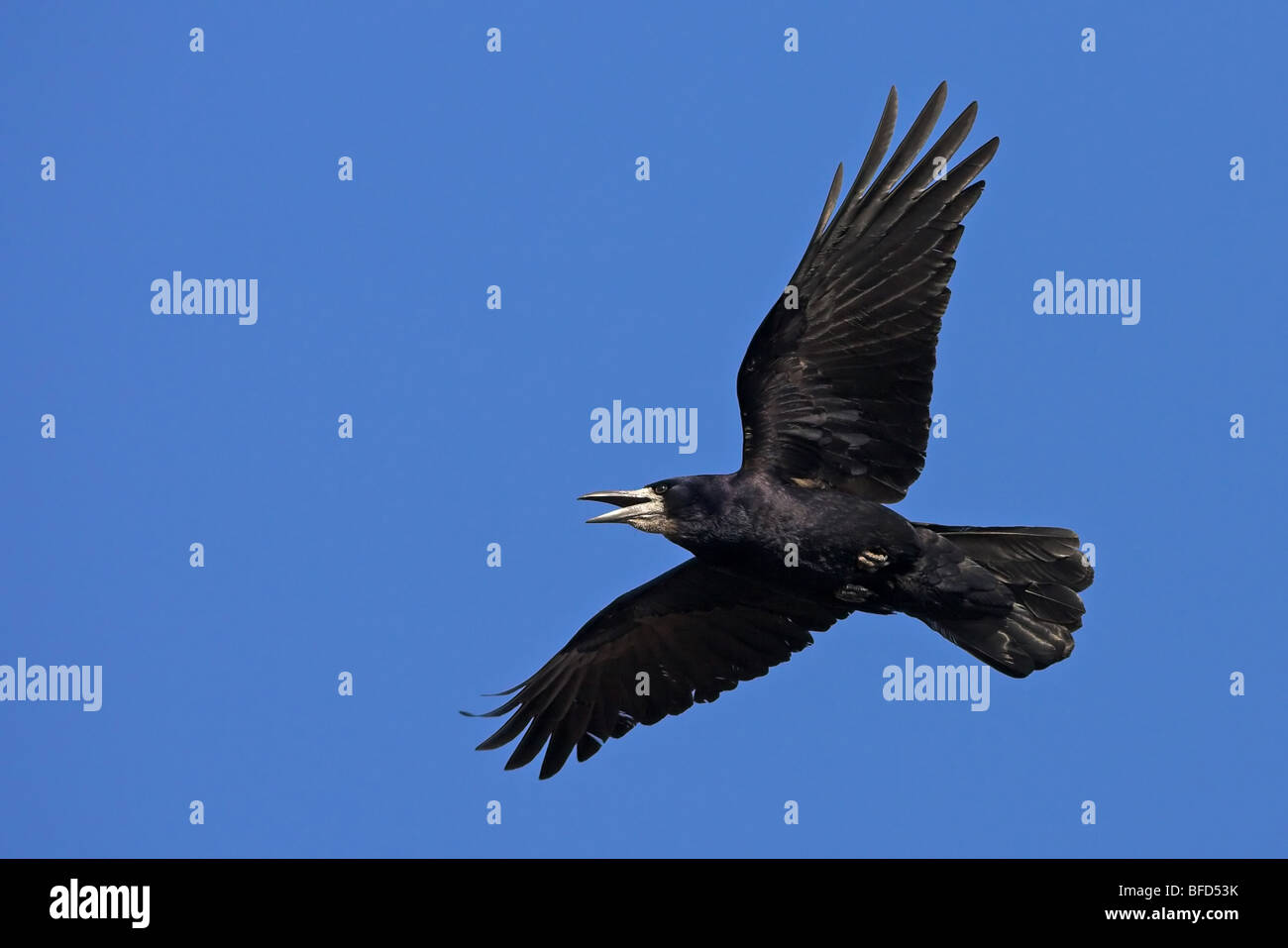 Rook of aerial hi-res stock photography and images - Alamy